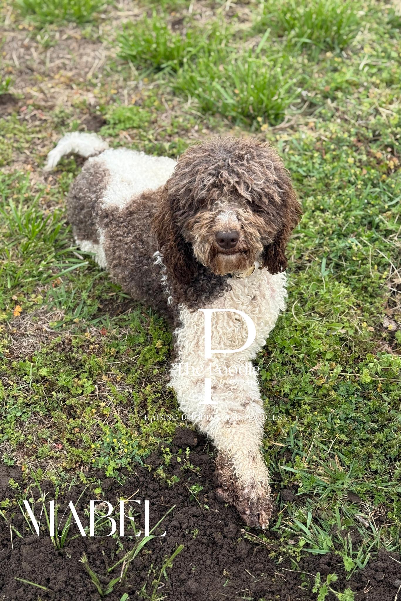 The Poodle Co. Raising Doodles & Poodles in Oklahoma | Bernedoodle ...