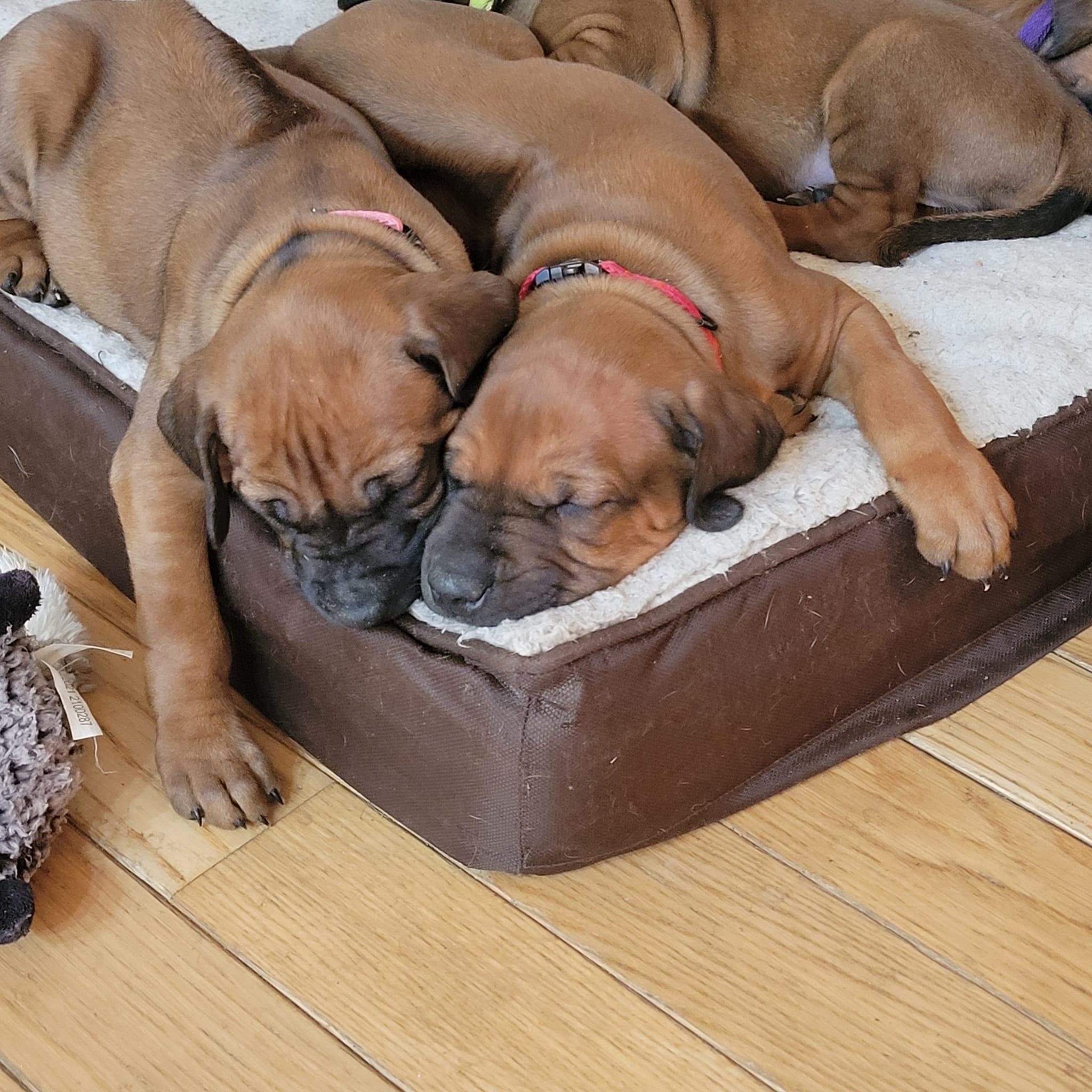 High Desert Ridgeback in Idaho | Rhodesian Ridgeback puppies | Good Dog