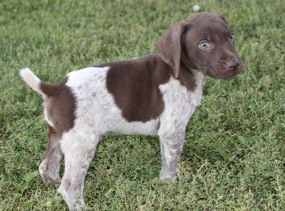 Pointers of the Valley in Iowa | German Shorthaired Pointer puppies ...