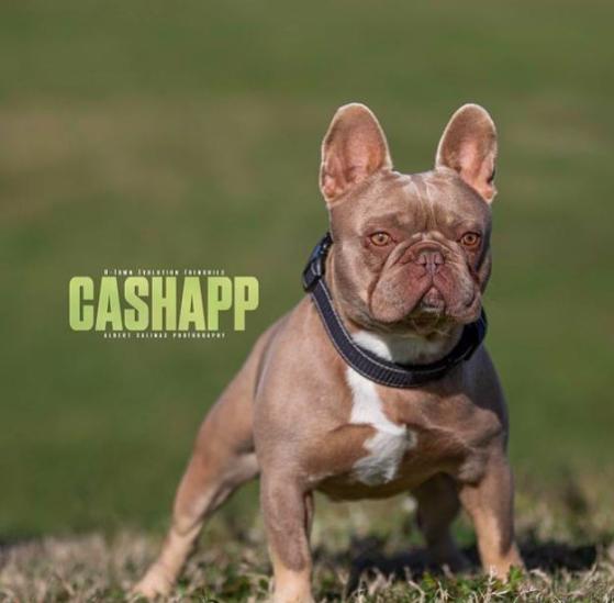HTX Crew Frenchies in Texas | French Bulldog puppies | Good Dog