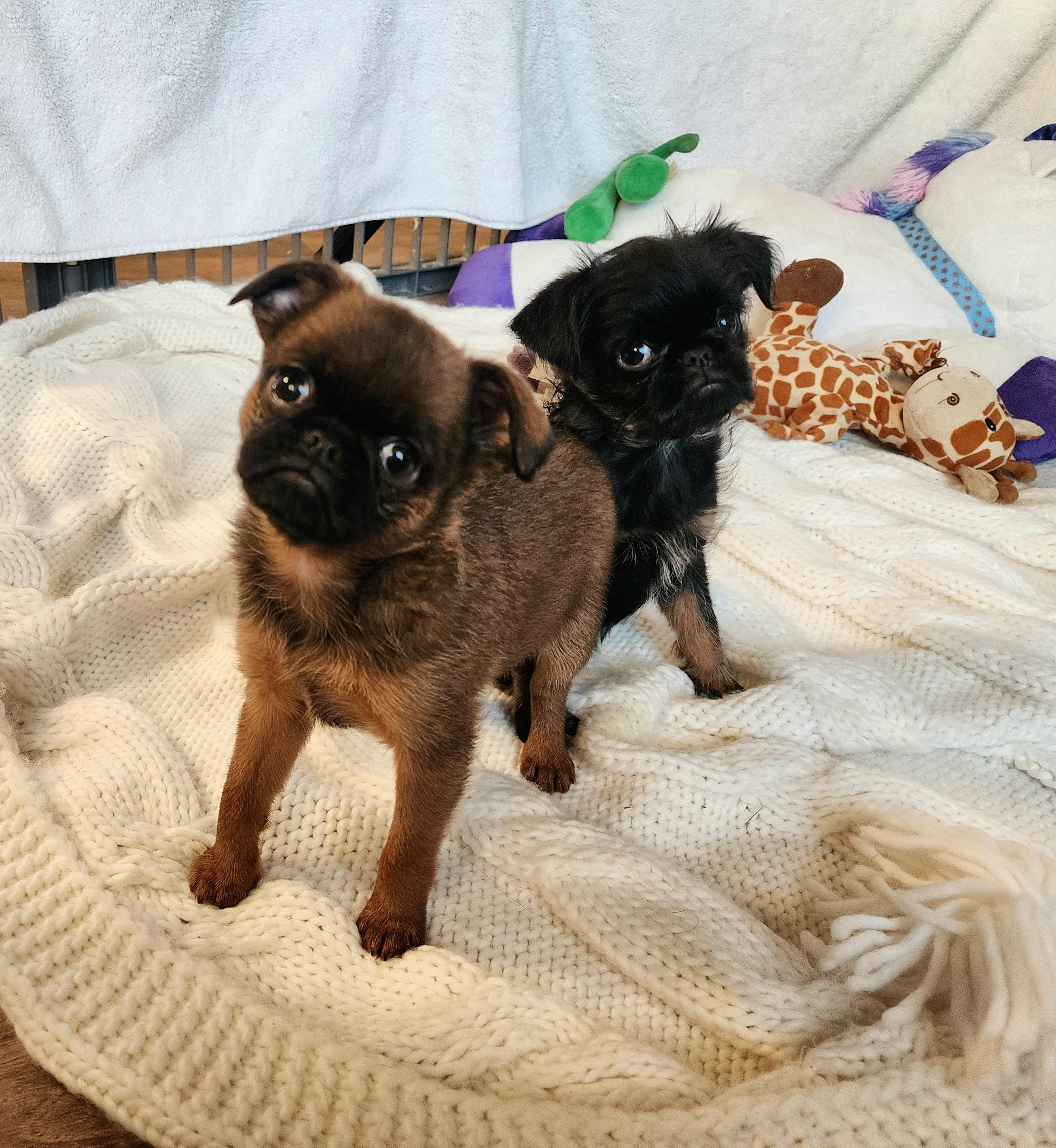 Adornare Kennels in Alabama | Brussels Griffon and Italian Greyhound ...