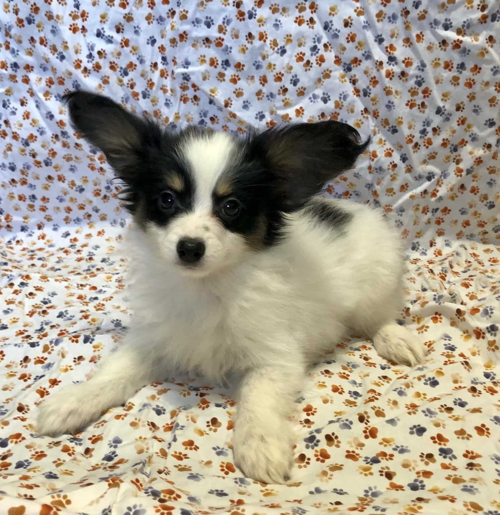 Lone Star Papillons in Texas | Papillon puppies | Good Dog