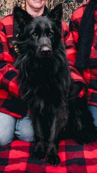 Haus Bossard German Shepherds in Pennsylvania | German Shepherd puppies ...