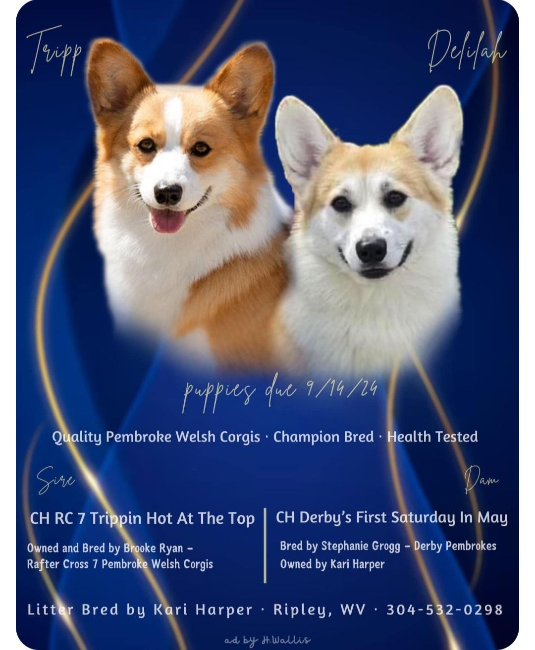 Kari's Pembroke Welsh Corgis in West Virginia | Pembroke Welsh Corgi ...