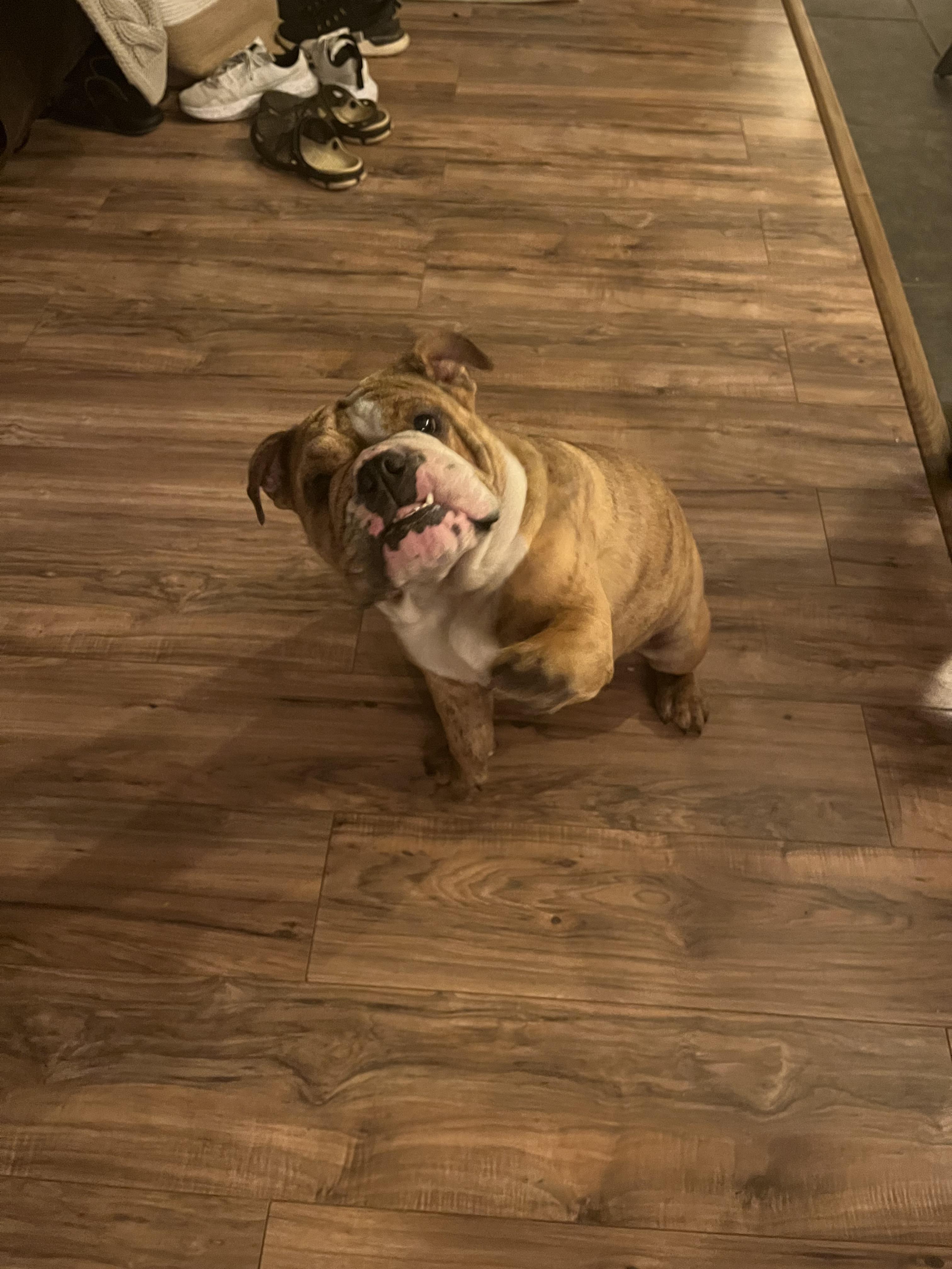 Bre's Bulldogs in Oklahoma | Bulldog puppies | Good Dog
