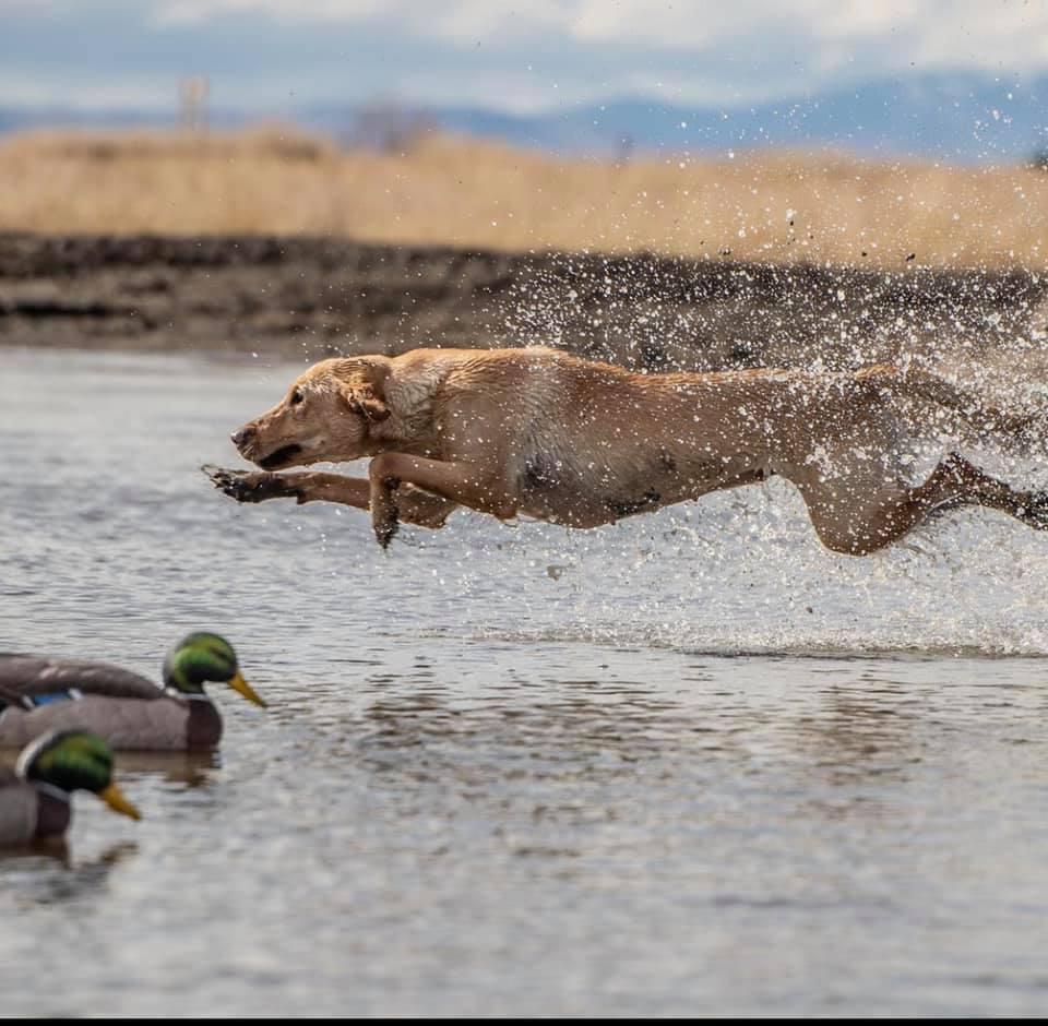 Wild Acre Kennels in Minnesota | Labrador Retriever puppies | Good Dog