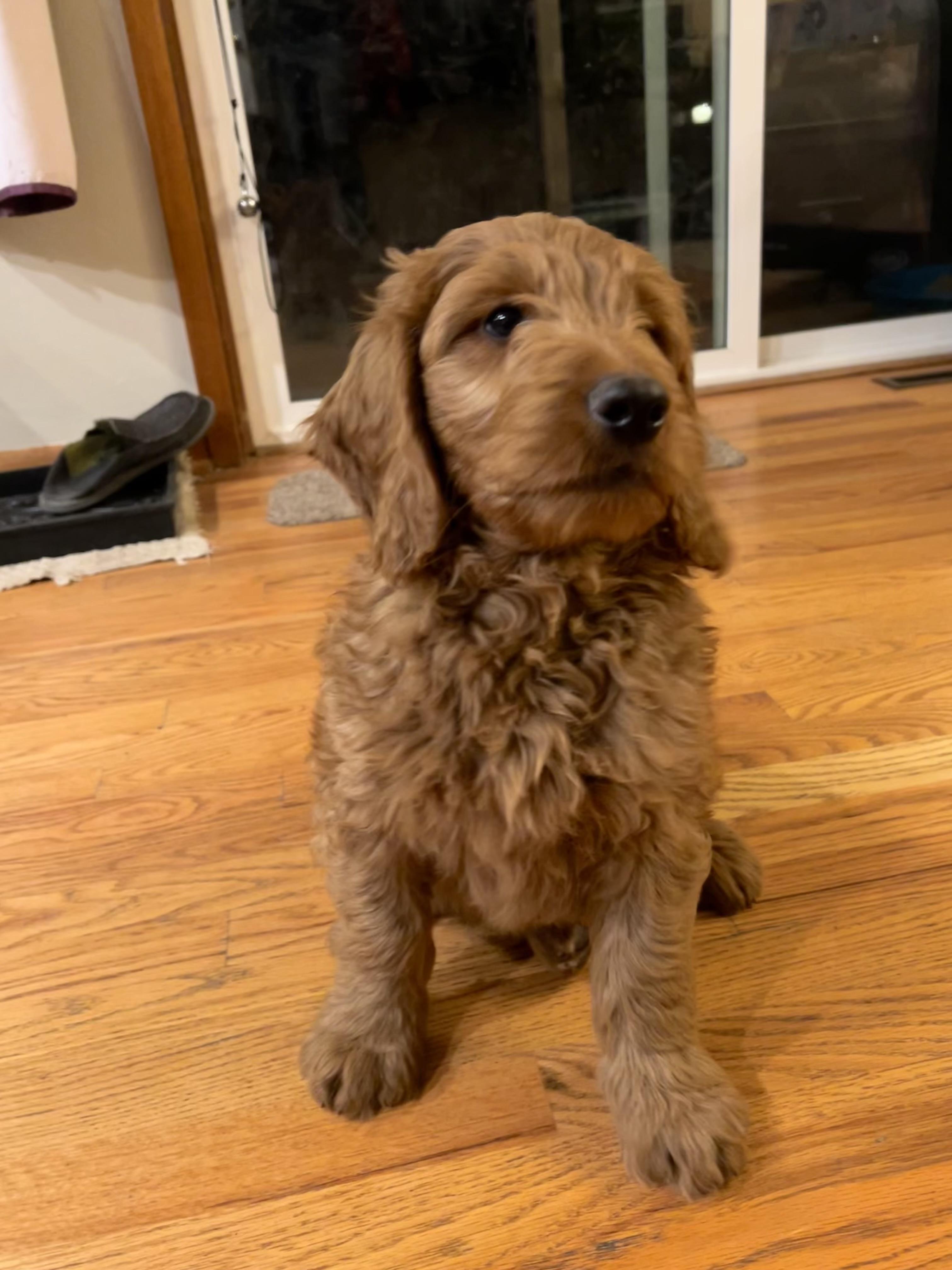 Golden Mesa Doodles in Colorado | Goldendoodle puppies | Good Dog