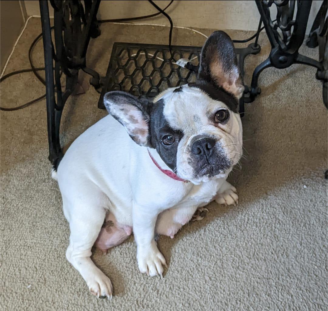 Suellen's Frenchie Source in North Carolina | French Bulldog puppies ...