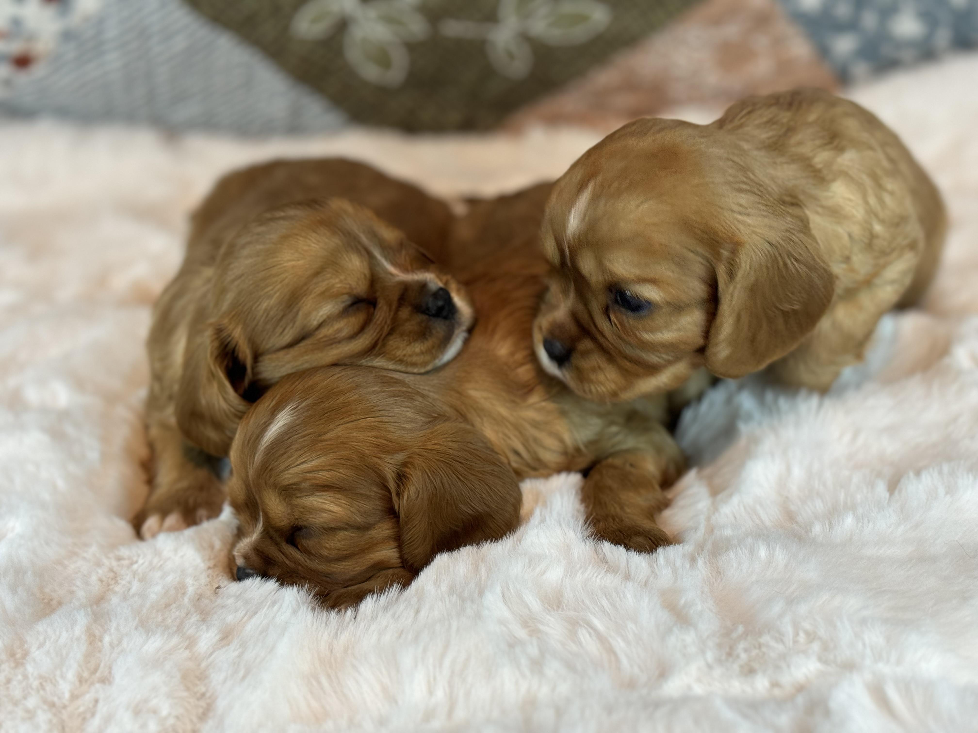 Freeman's Royal Cavaliers in Georgia | Cavalier King Charles Spaniel ...