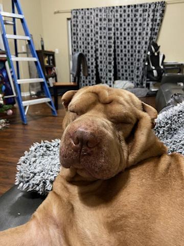 Shar Pei Love in Florida | Chinese Shar-Pei puppies | Good Dog
