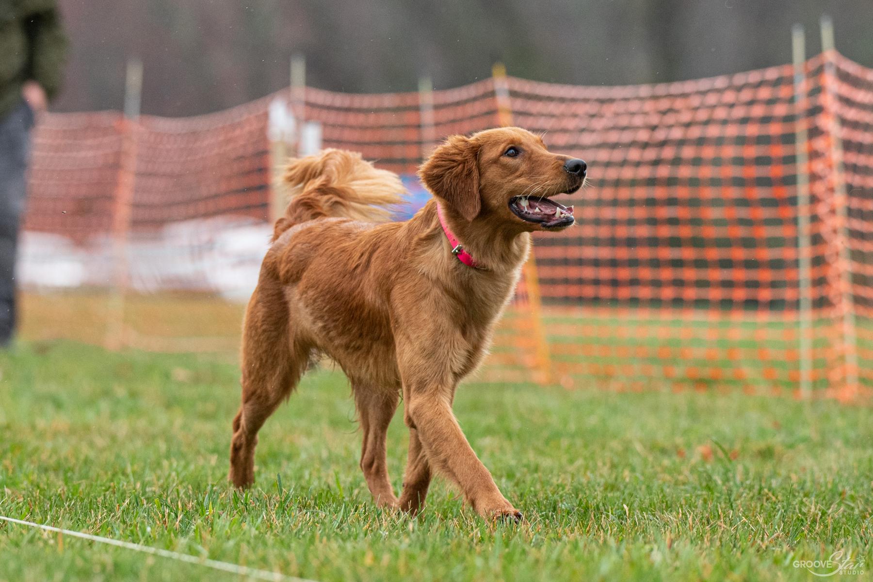 Maple Ridge Goldens in New York | Golden Retriever puppies | Good Dog