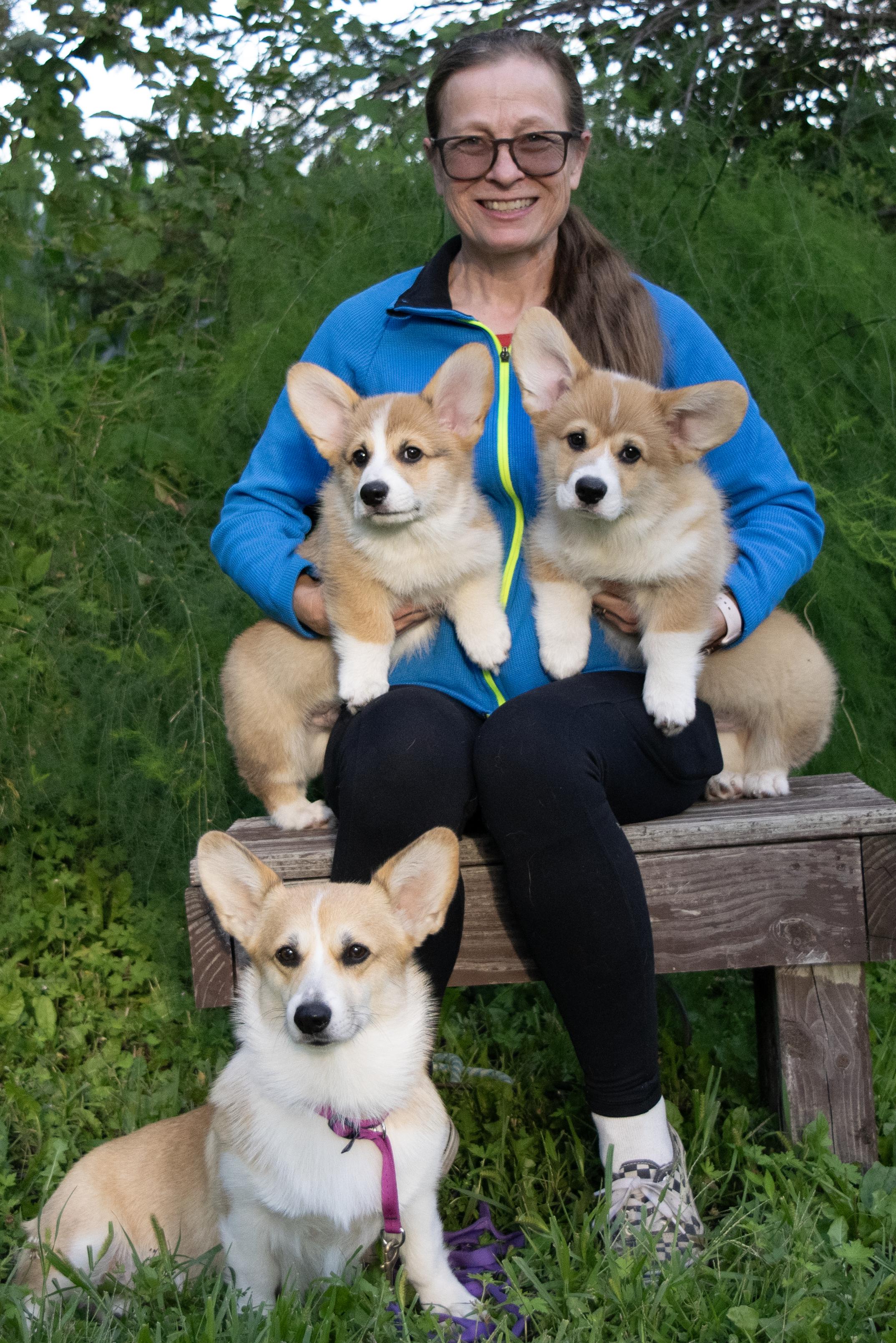 Celtcroft Corgis in Minnesota | Pembroke Welsh Corgi puppies | Good Dog