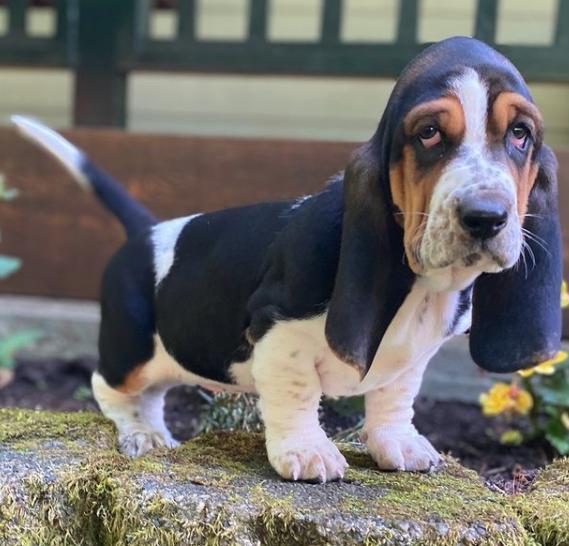 Bassets of Hood Canal & Steamboat Island in Washington | Basset Hound ...