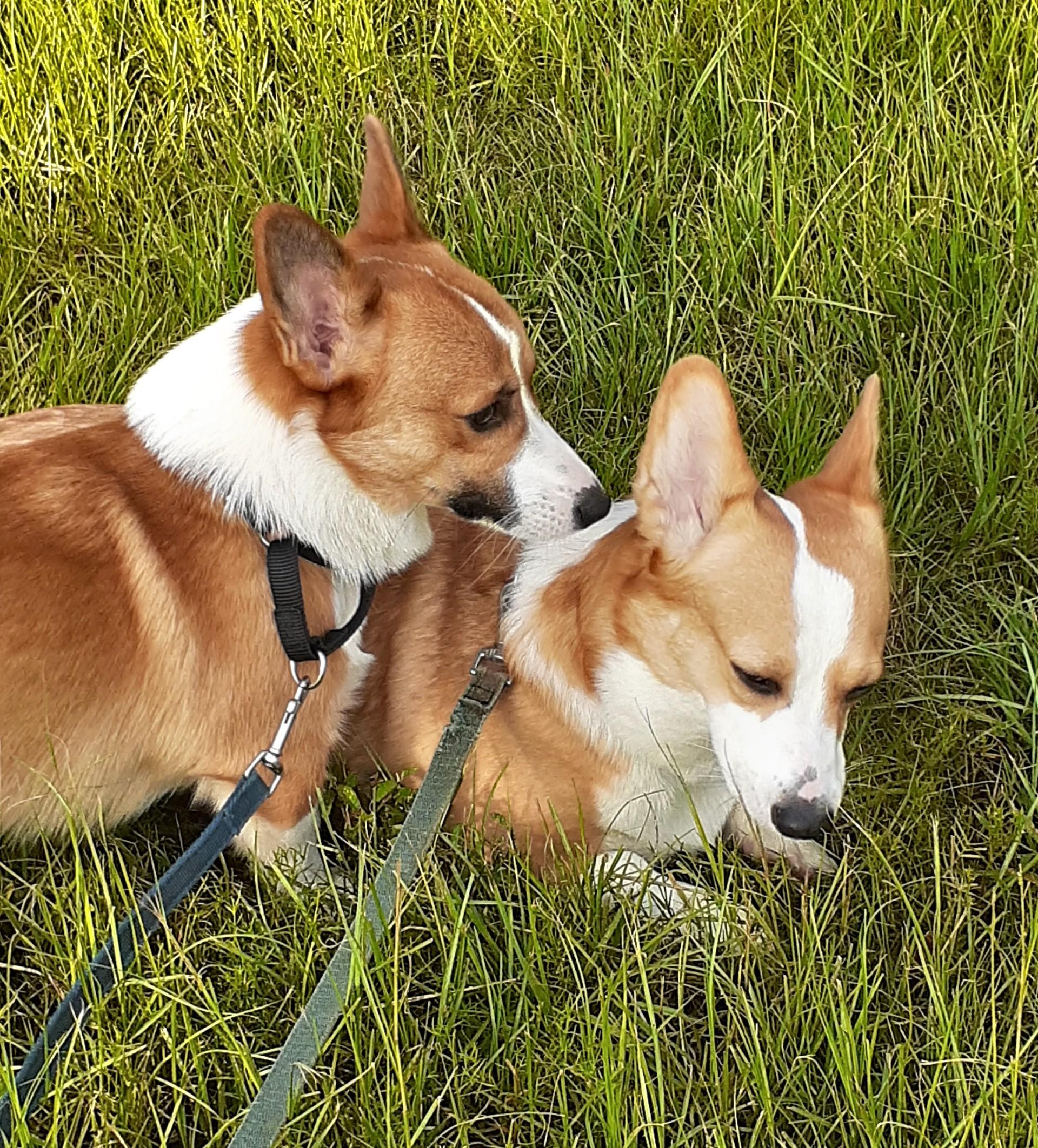 Fairy Kings Corgis in Florida | Pembroke Welsh Corgi puppies | Good Dog