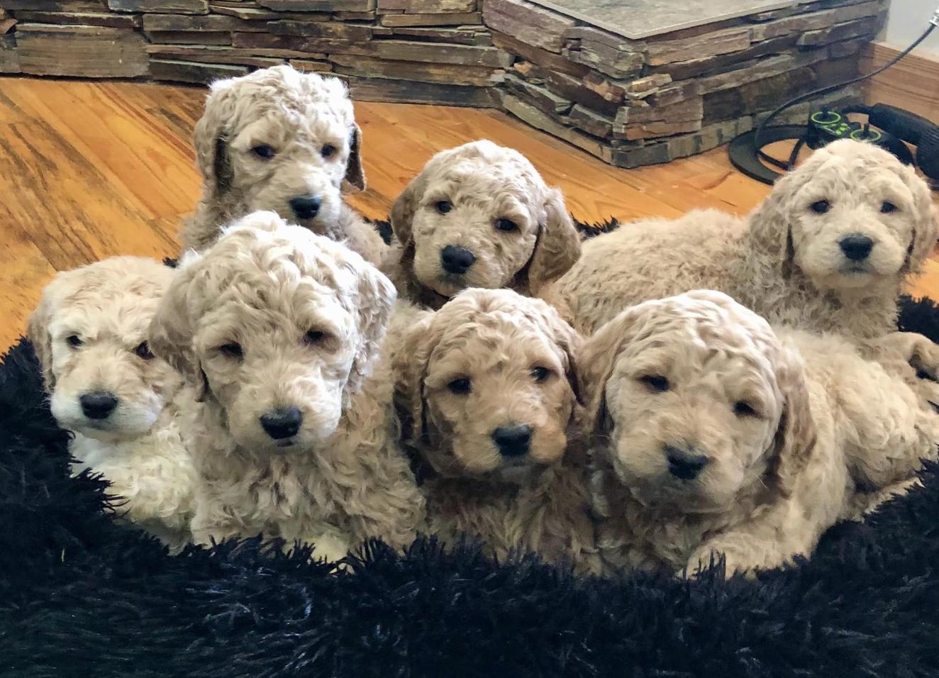 Latté’s Doodles in Virginia | Goldendoodle and Springerdoodle puppies ...