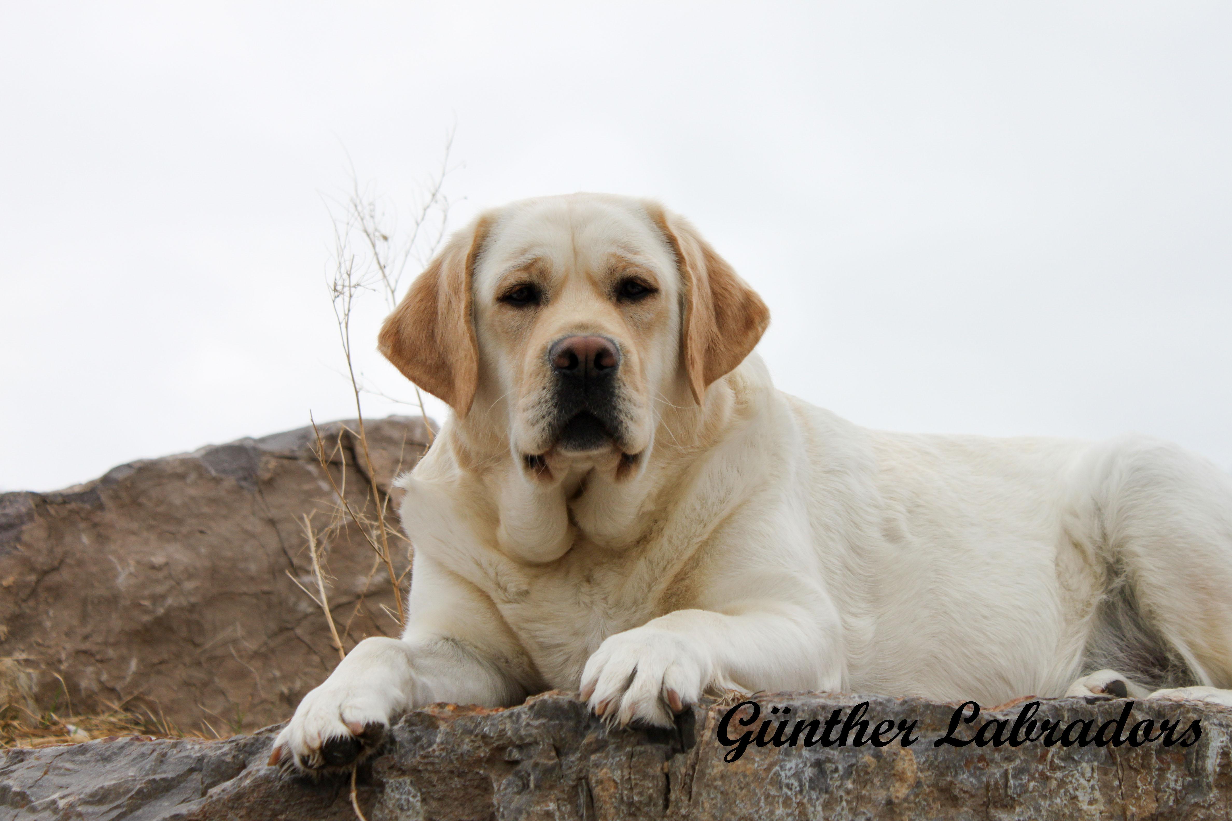 Günther Labradors in Utah | Labrador Retriever puppies | Good Dog