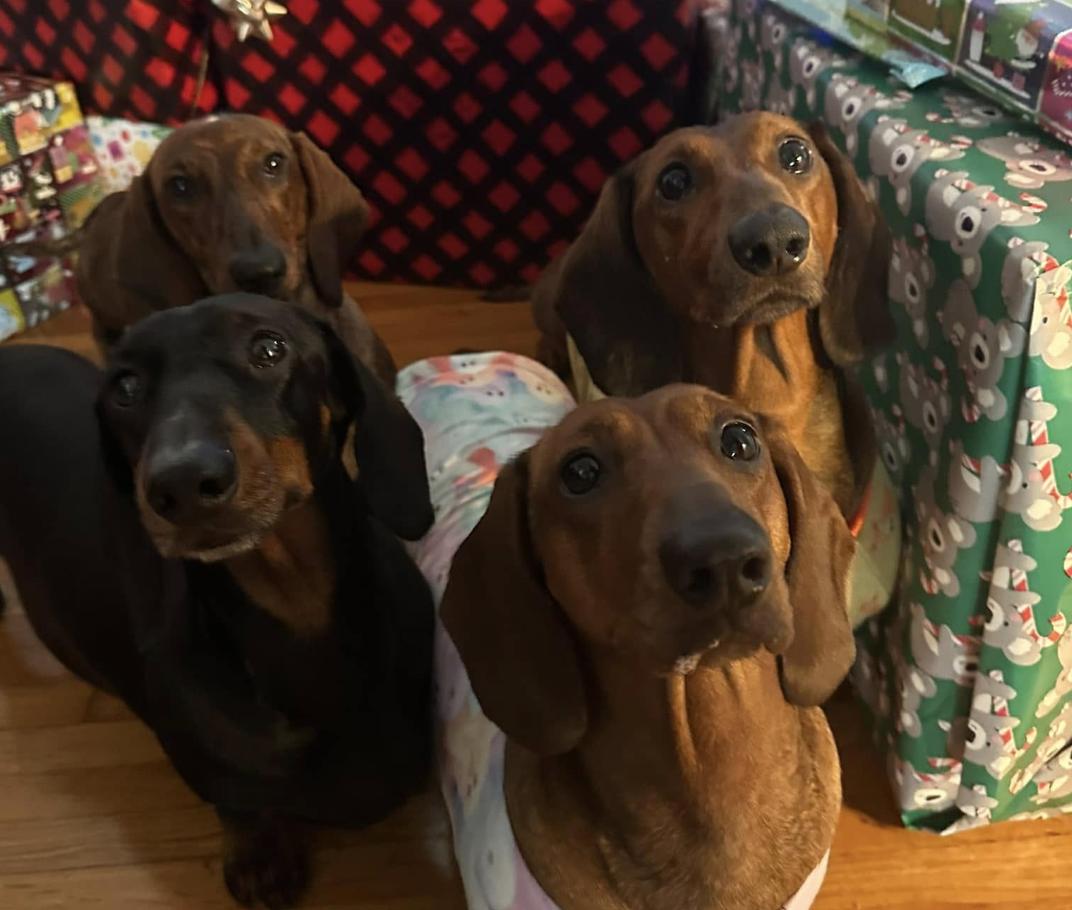 Invicta Hounds in Florida | Dachshund puppies | Good Dog