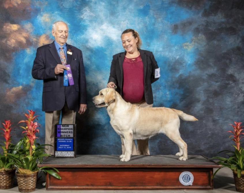 Chestnut Hill in Texas | Labrador Retriever puppies | Good Dog