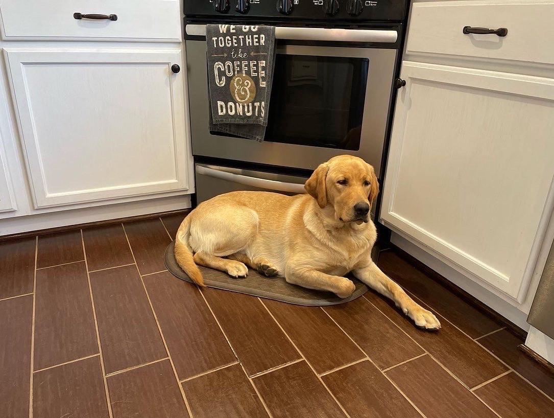Darbytown Labradors in Virginia | Labrador Retriever puppies | Good Dog
