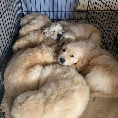 Daniel Ranch Golden Retrievers in Texas | Golden Retriever puppies ...