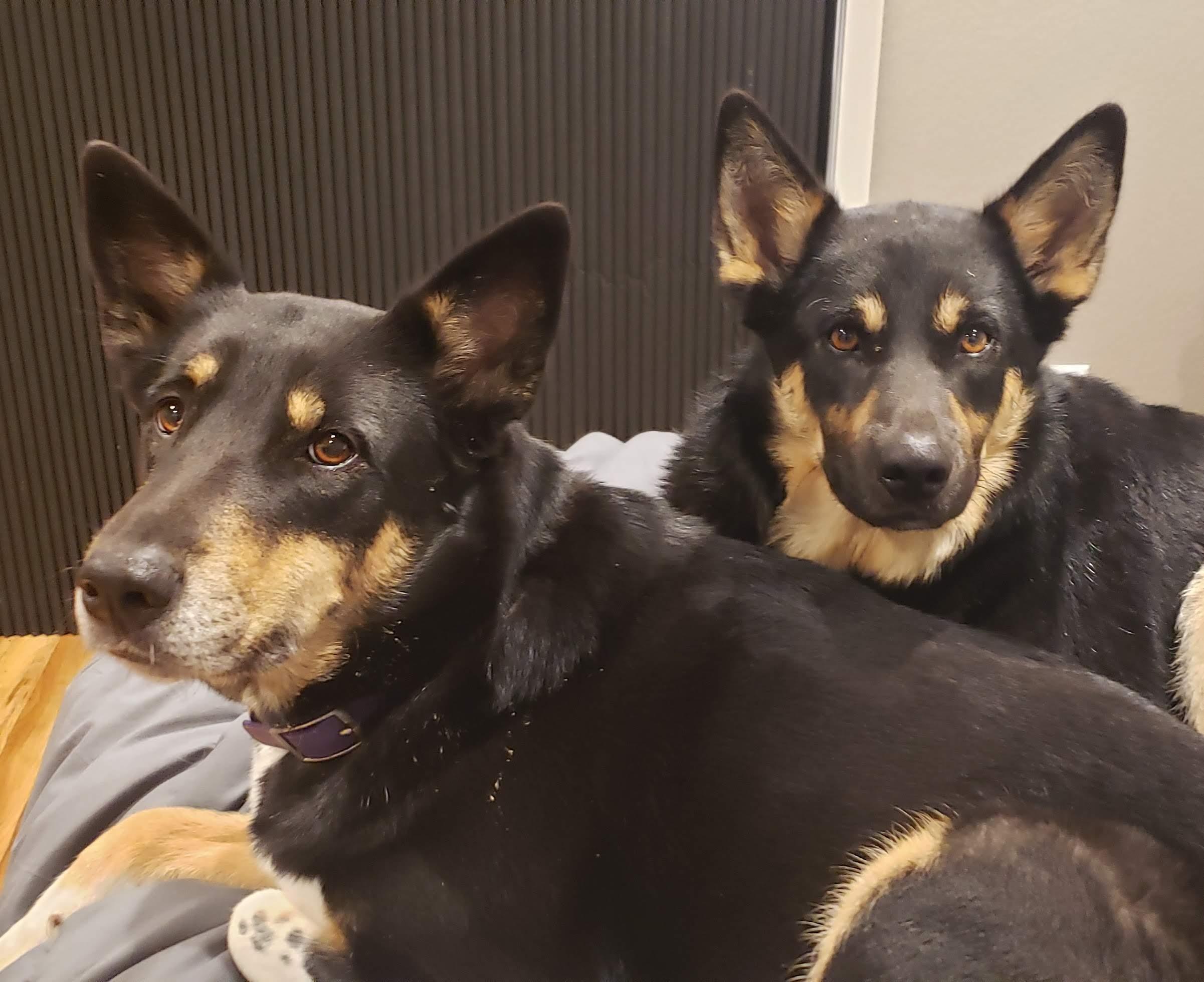Kaunis Joki Kennels in Oregon | Lapponian Herder puppies | Good Dog