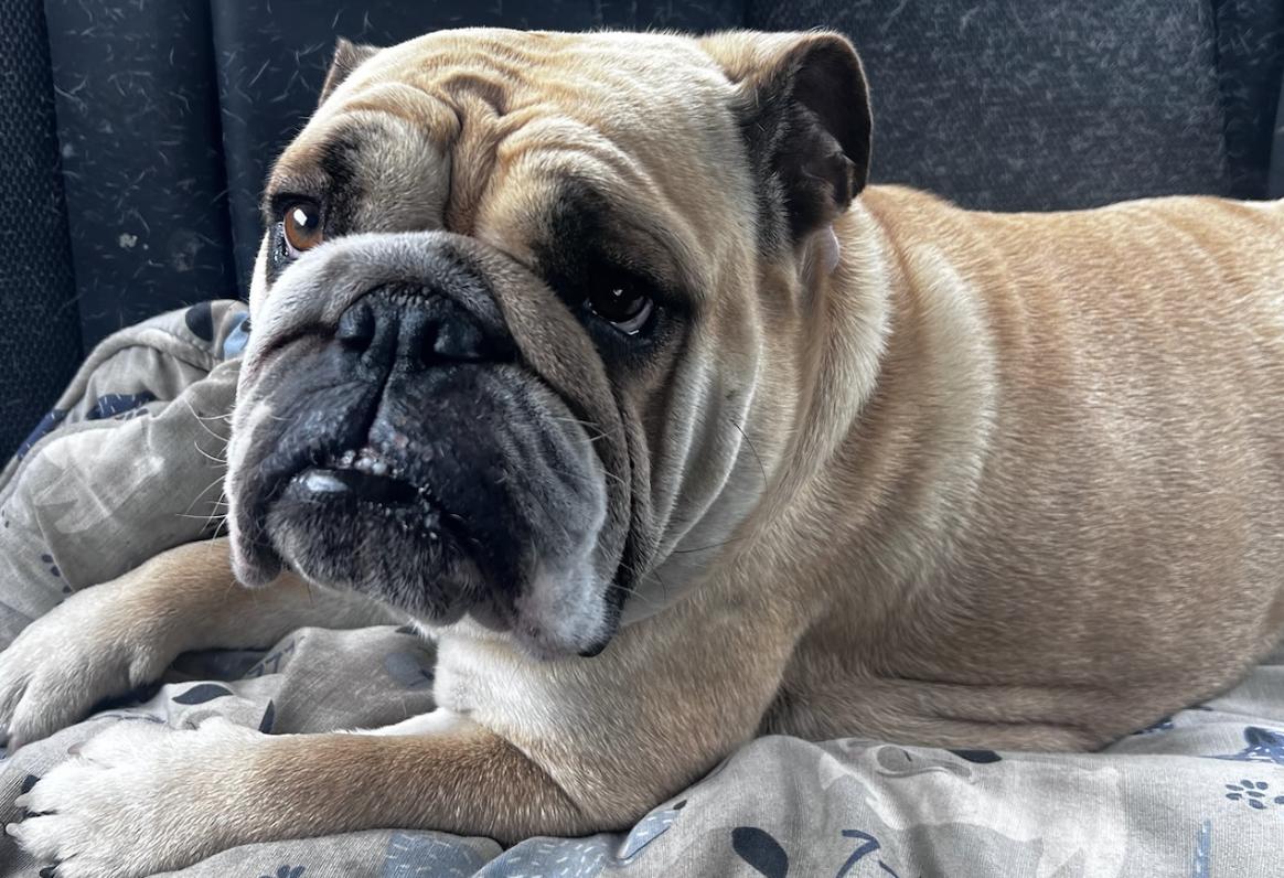 K&D Bulldogs in Massachusetts | Bulldog puppies | Good Dog