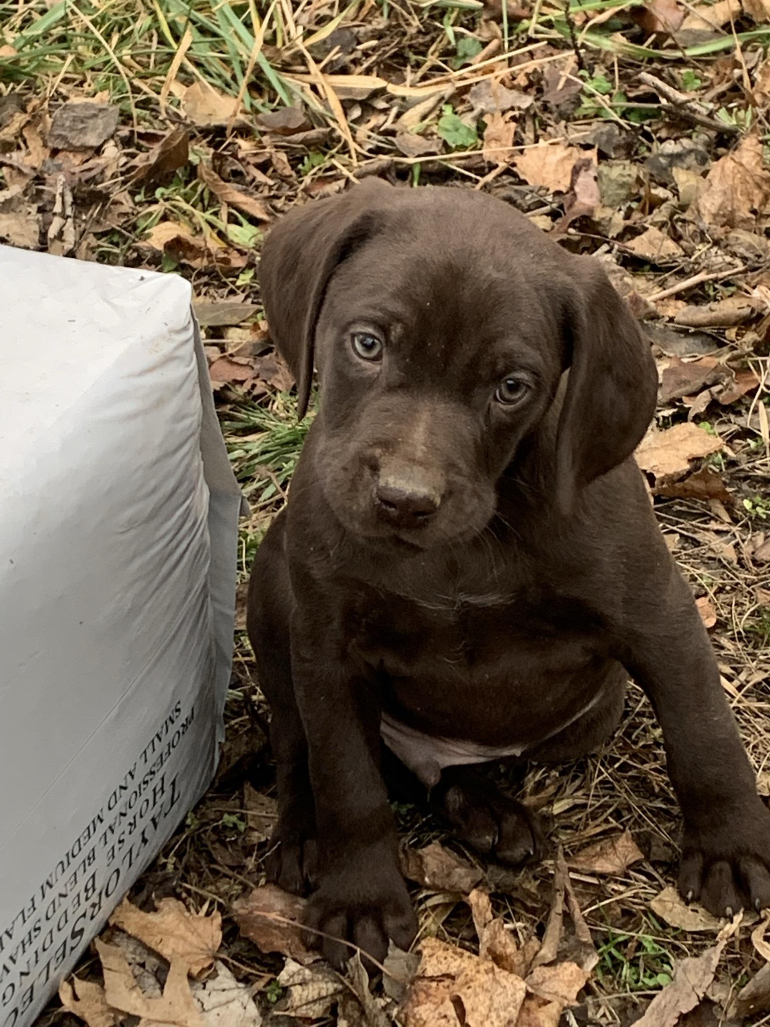 Scarlet's German Shorthaired Pointers in Kentucky | German Shorthaired ...