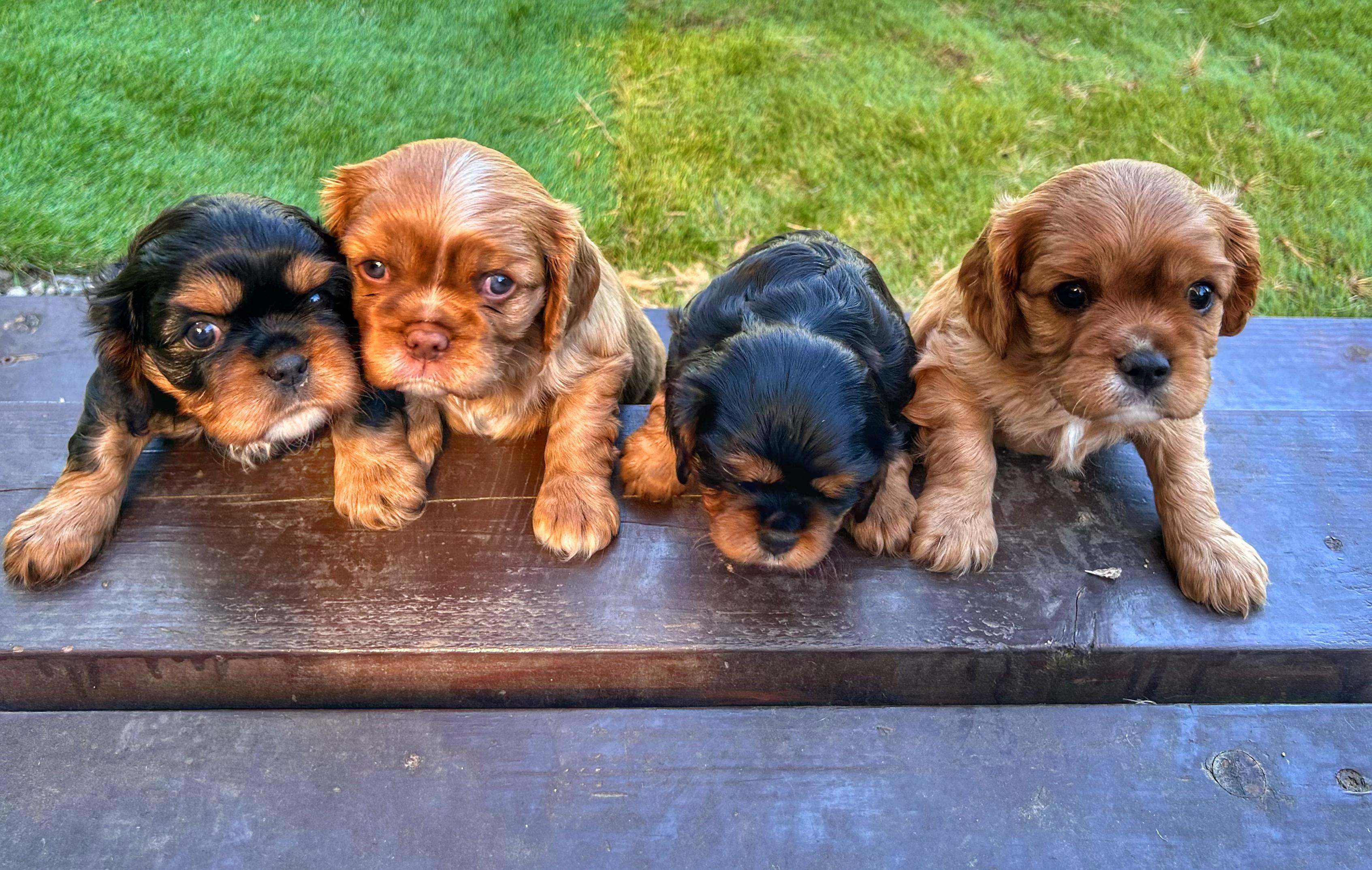Enchanted Cavaliers in Washington | Cavalier King Charles Spaniel ...