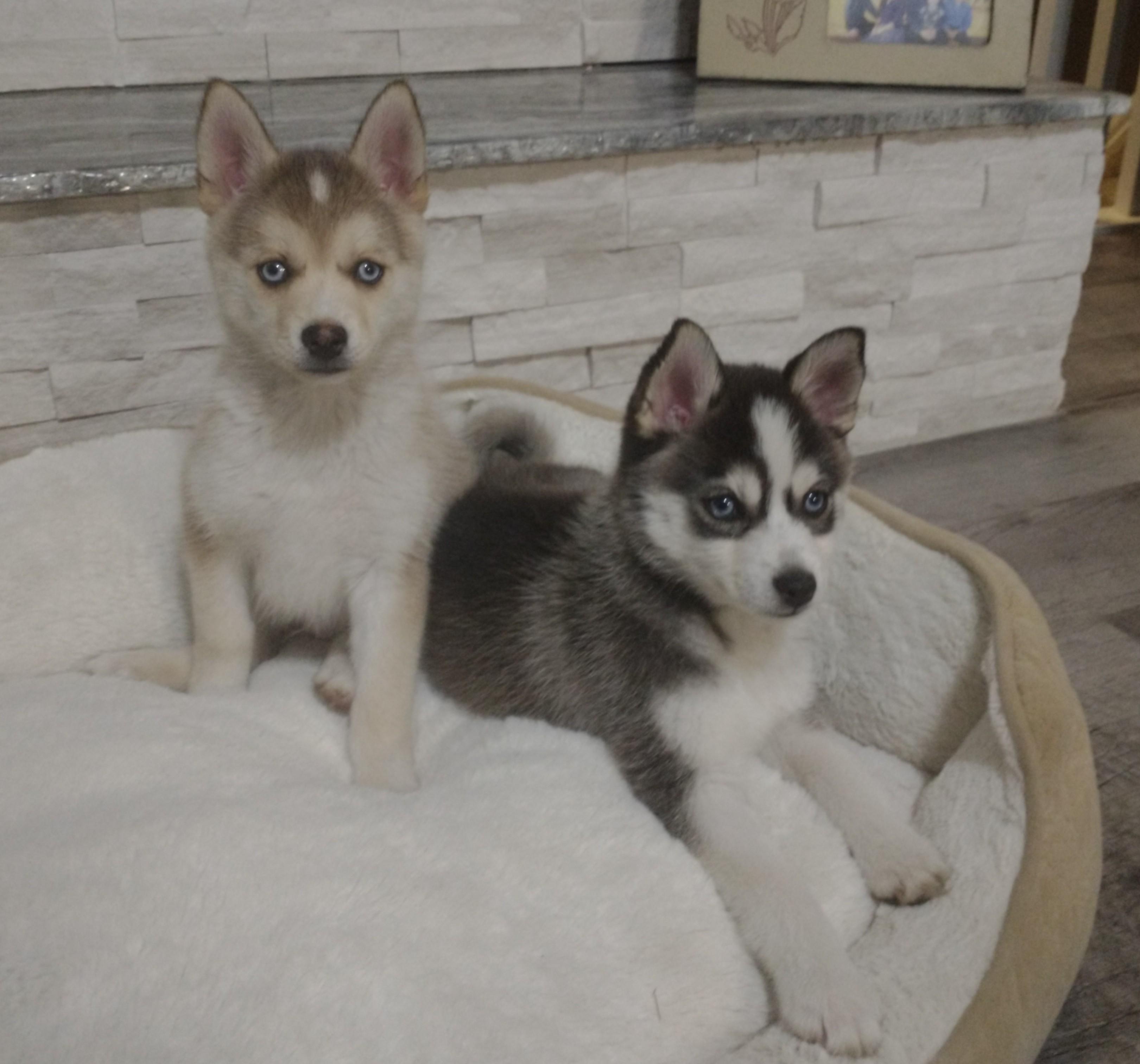 Promise Land Pomskies in Colorado | Pomsky puppies | Good Dog
