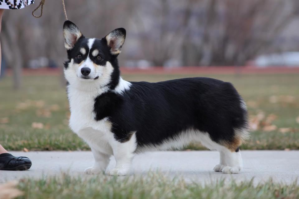 Sagewind Corgis in Idaho | Pembroke Welsh Corgi puppies | Good Dog