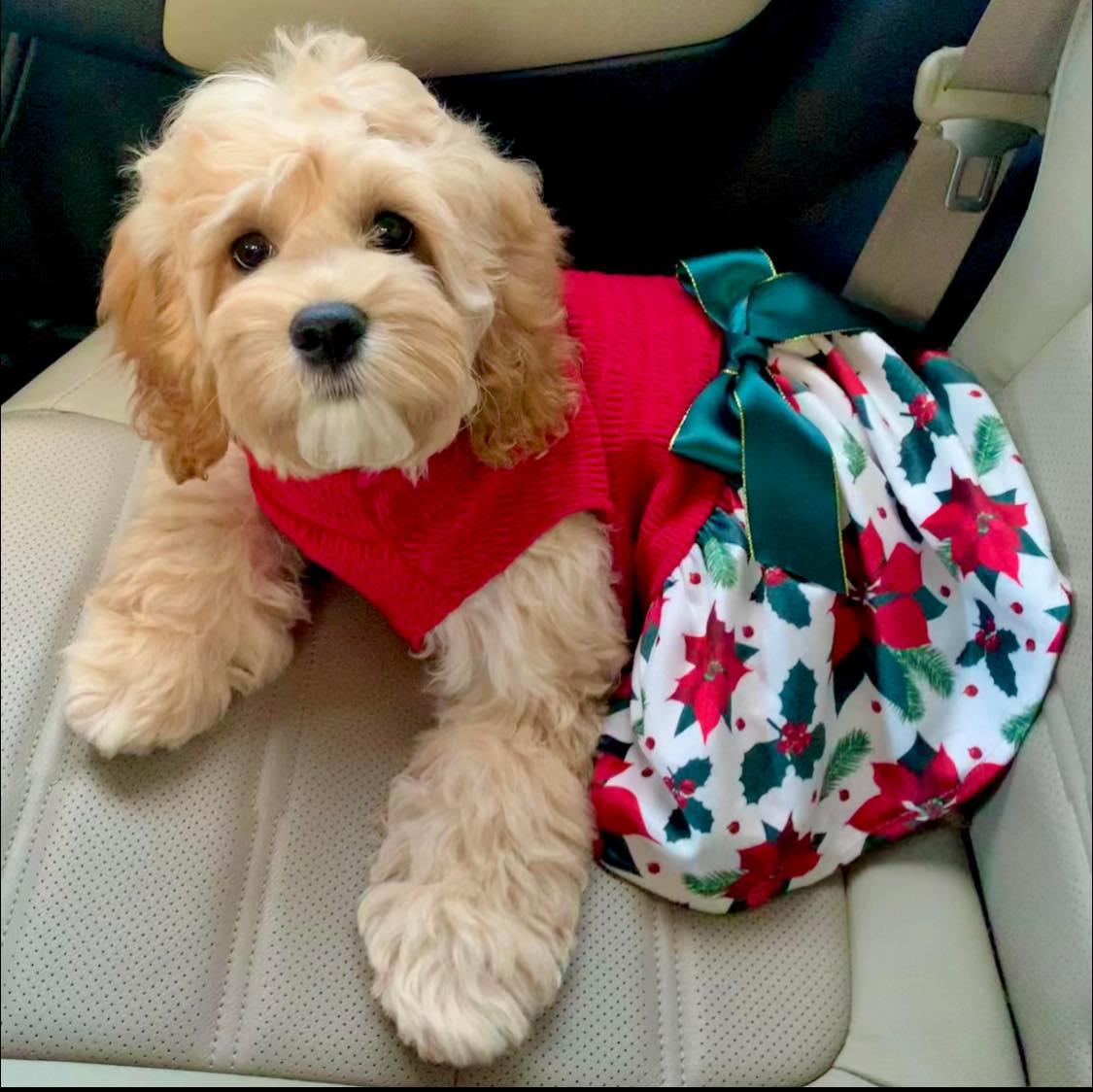 Lone Star Cockapoos in Texas | Cockapoo puppies | Good Dog