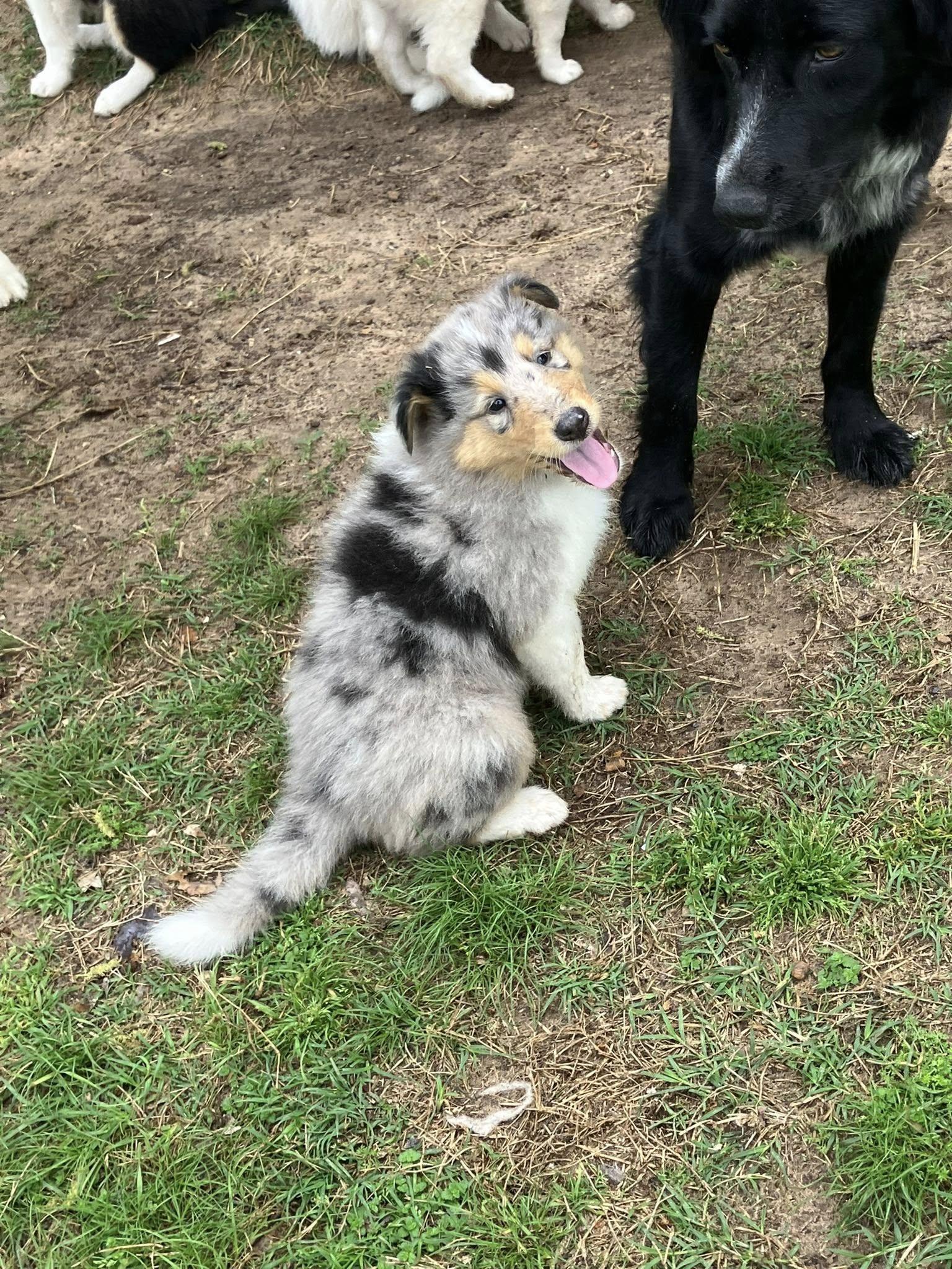 Malloy’s Providence Ranch in Texas | Collie puppies | Good Dog