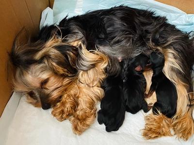 Hunting Hills Yorkies in West Virginia | Yorkshire Terrier puppies ...