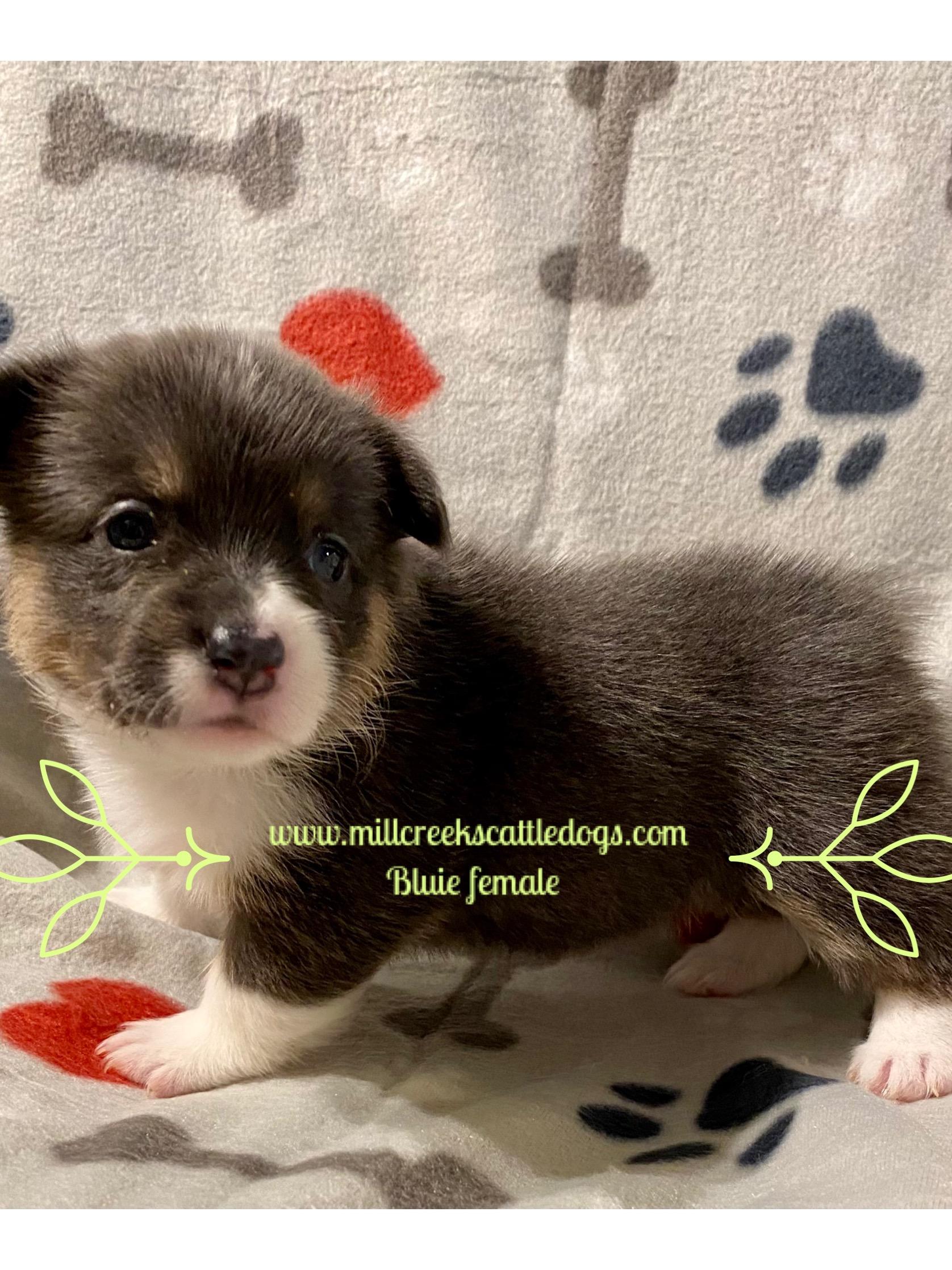 Mill Creek’s Pembroke Welsh Corgis and French Bulldogs in North ...