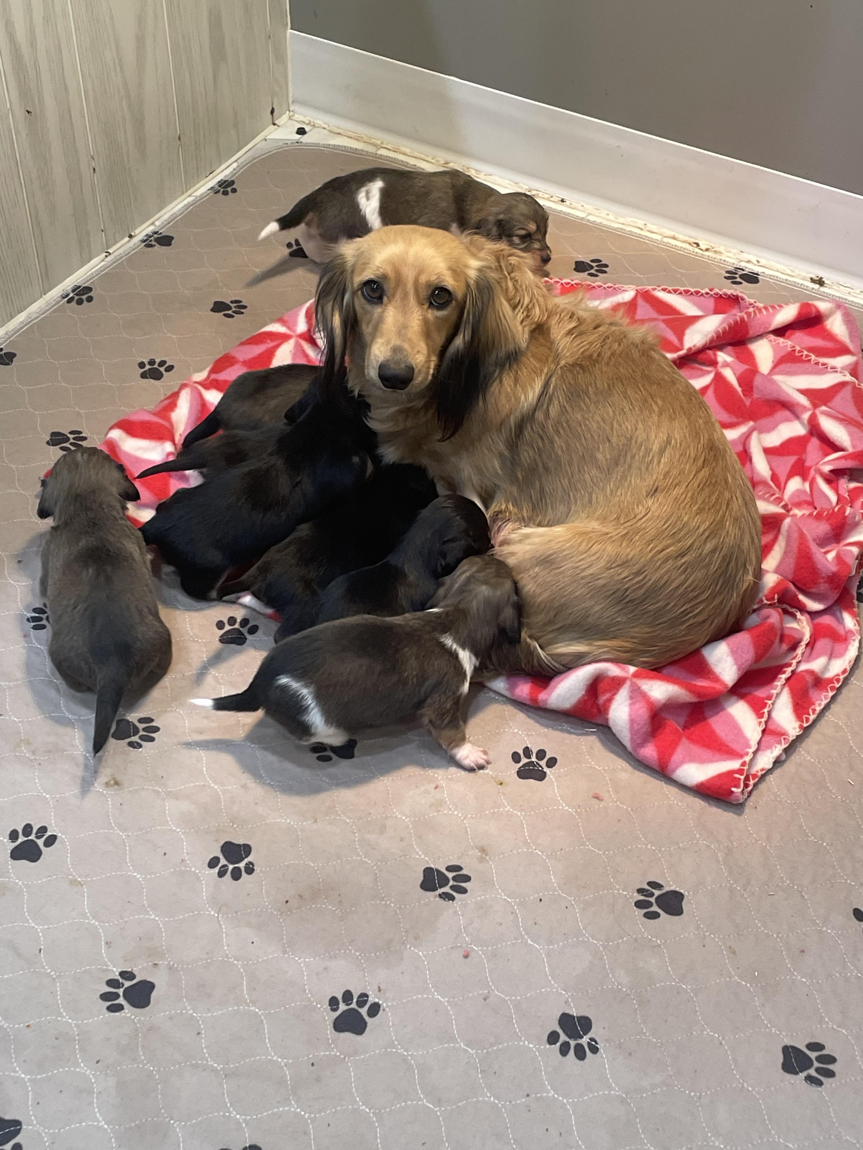 Lone Star Longhair Dachshunds in Texas | Dachshund puppies | Good Dog