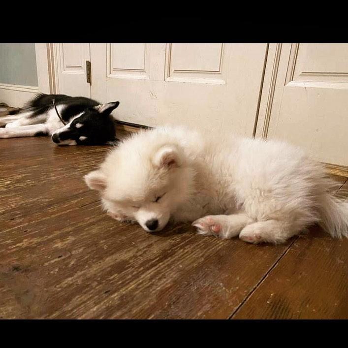 Teddy Bear Pomskies in Massachusetts | Pomsky puppies | Good Dog