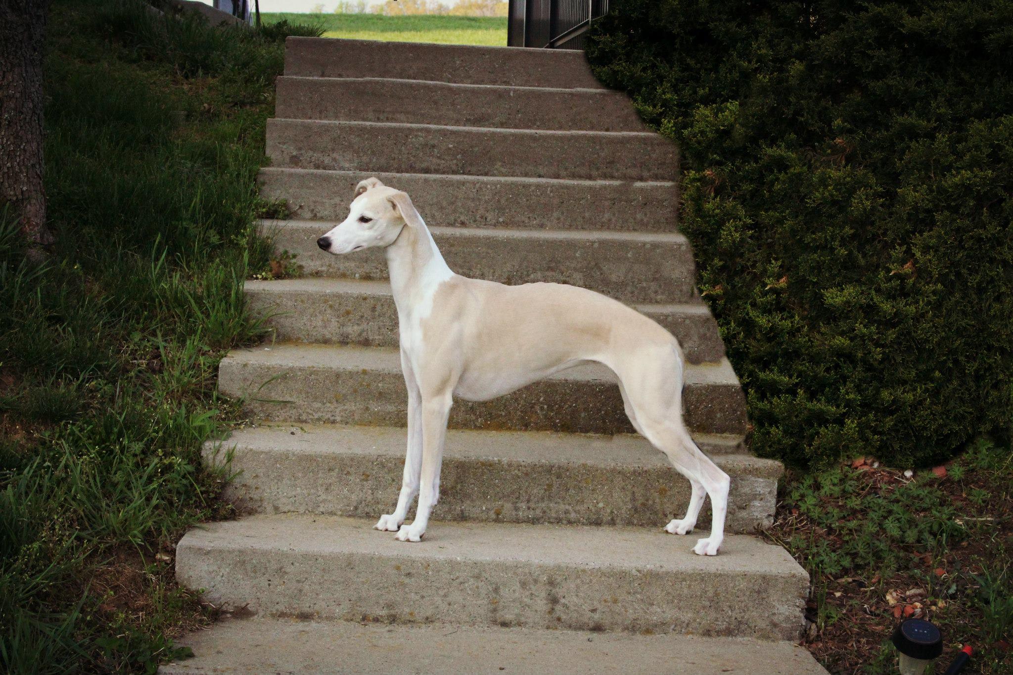 Wildbriar Whippets in Kentucky | Whippet puppies | Good Dog