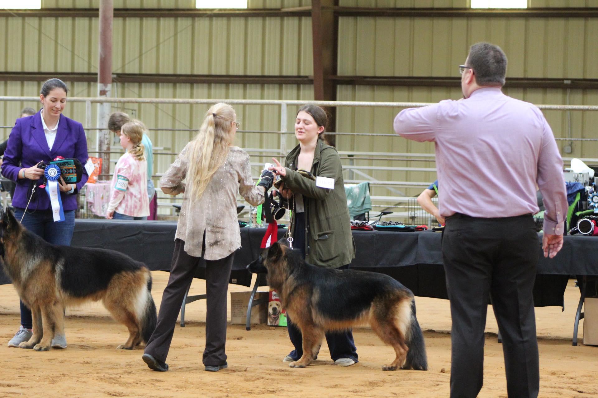Maroon Hills Kennel in Texas | German Shepherd puppies | Good Dog