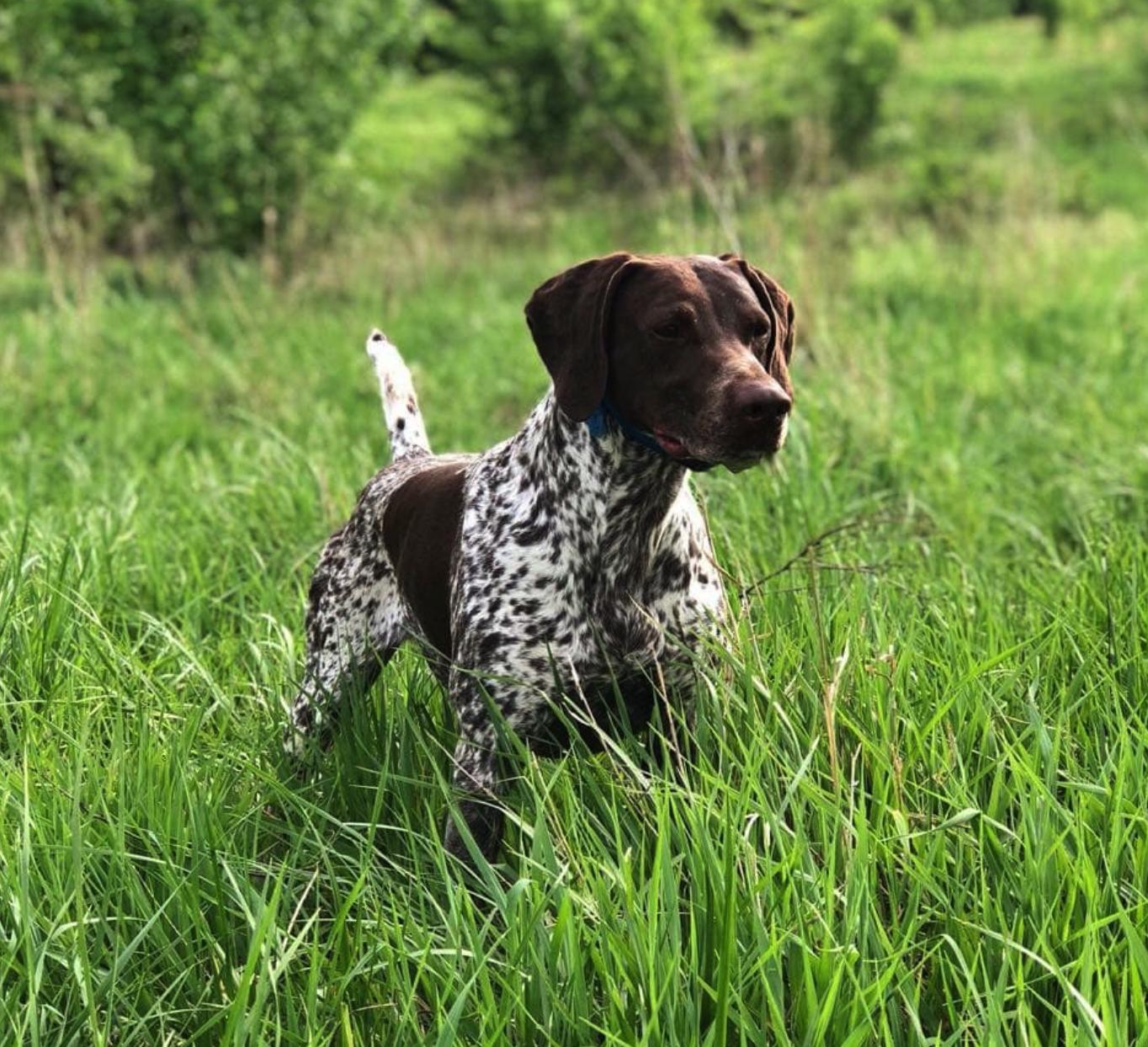Pinecrest German Shorthair Pointers in Missouri | German Shorthaired ...