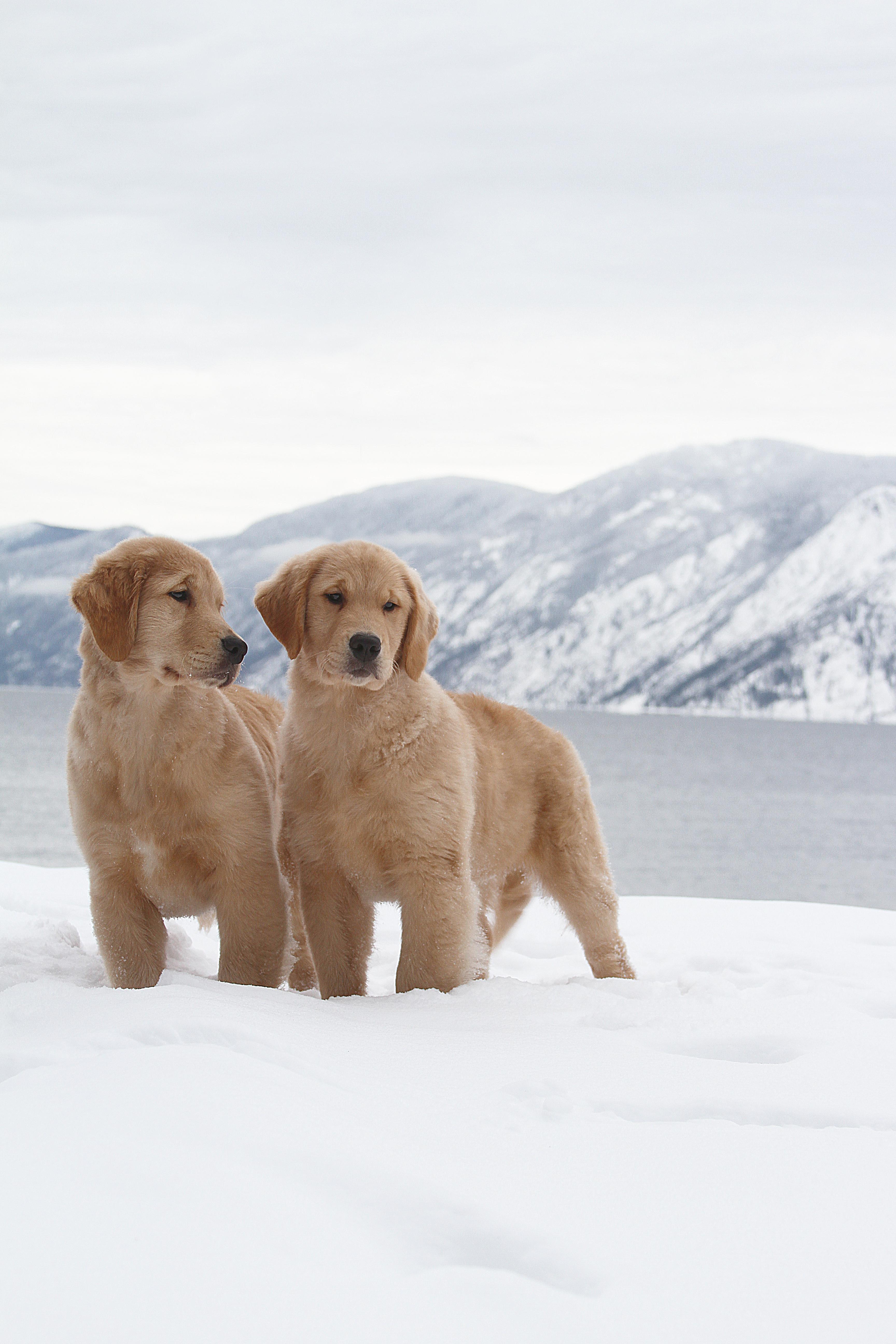 DoubleTake Goldens in Idaho | Golden Retriever puppies | Good Dog