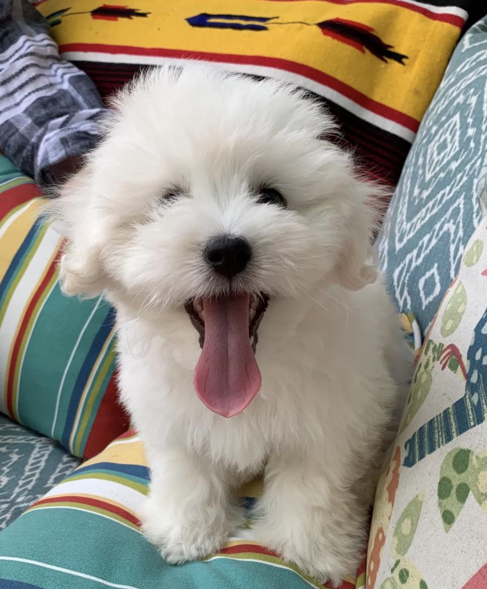 Pima Coton in Minnesota | Coton de Tulear puppies | Good Dog