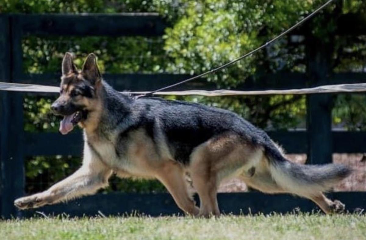 Patricia's German Shepherds in Virginia | German Shepherd puppies ...