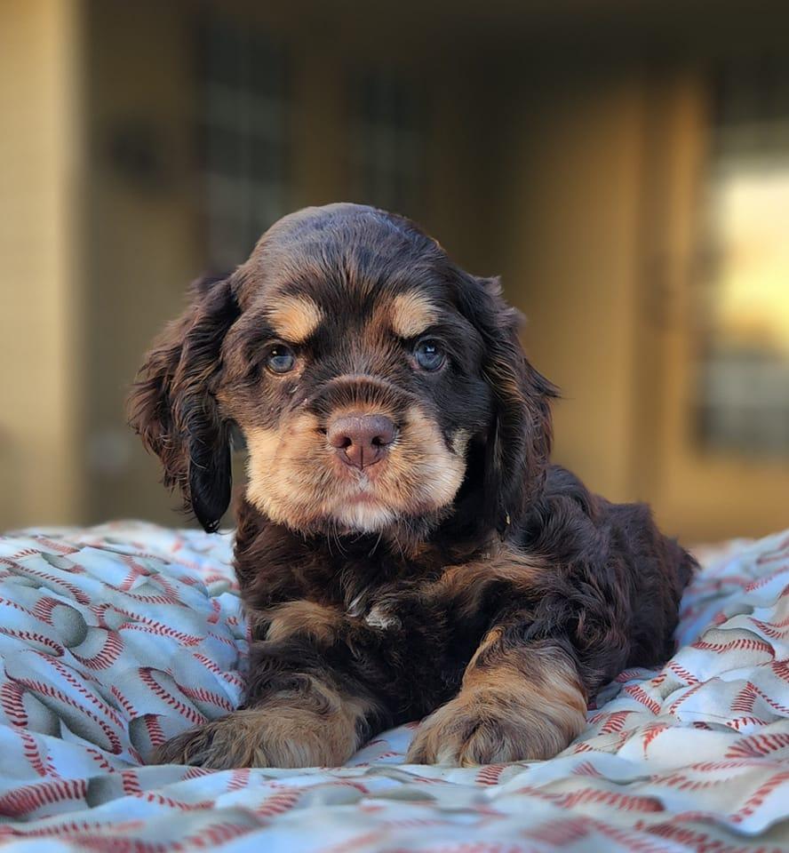 Southern Country Cockers in Oklahoma | Cocker Spaniel puppies | Good Dog