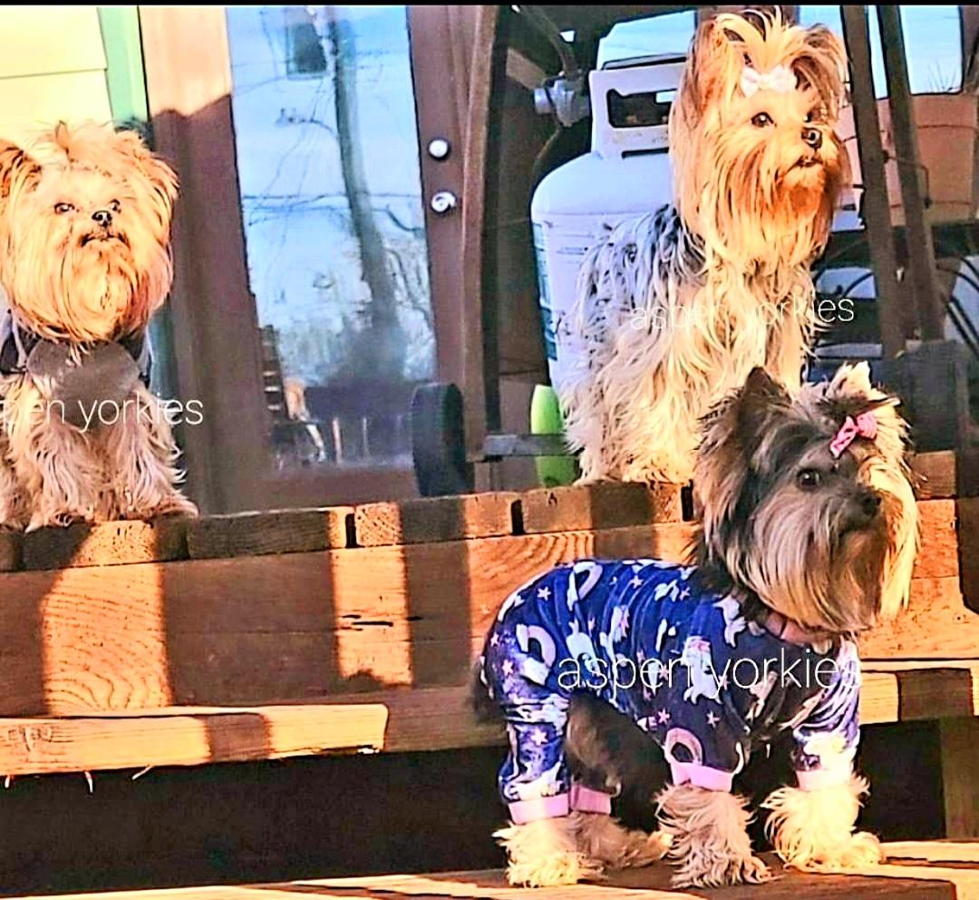 Aspen Yorkies in Idaho | Yorkshire Terrier puppies | Good Dog