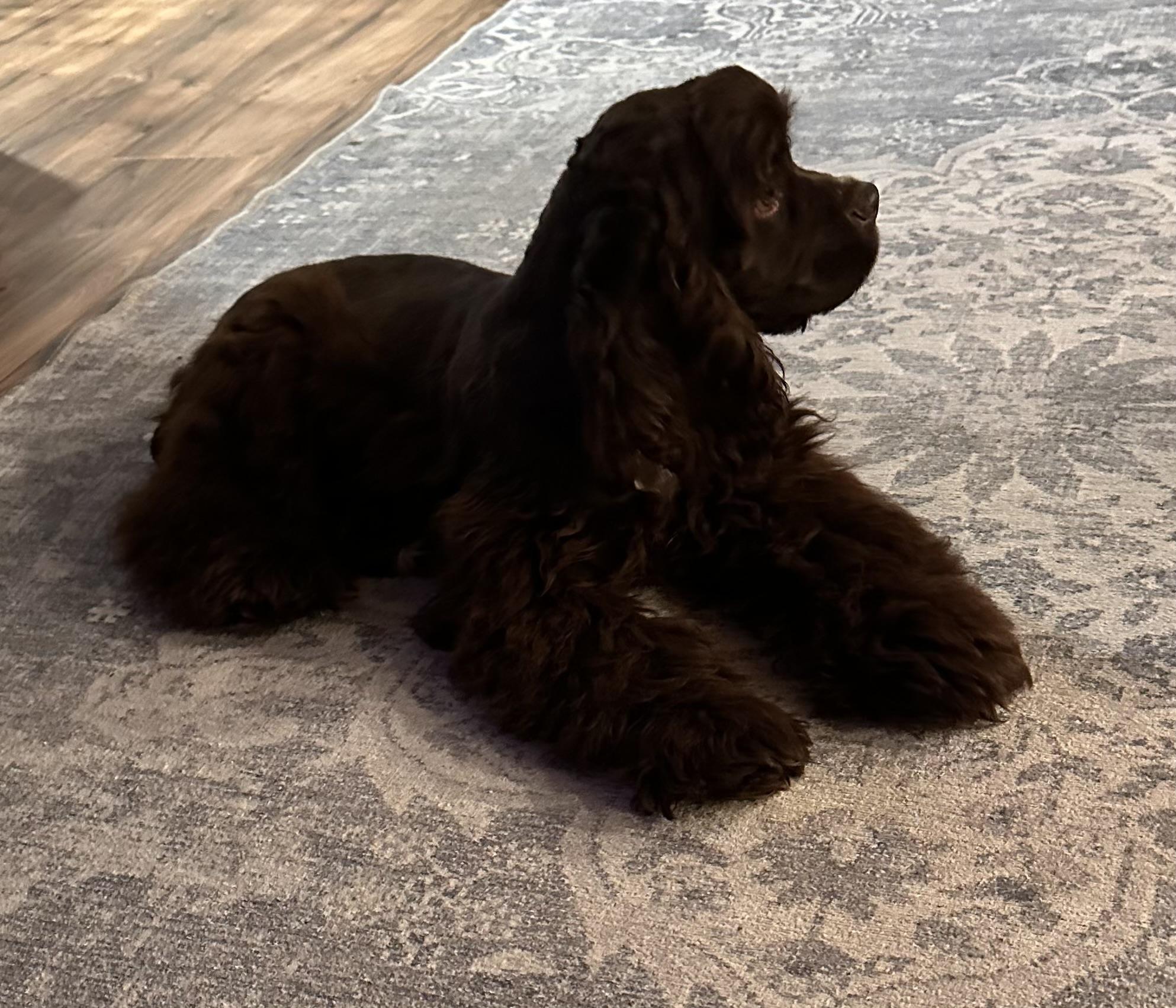 Anastasia Knight's Cocker Spaniels in Florida | Cocker Spaniel and ...