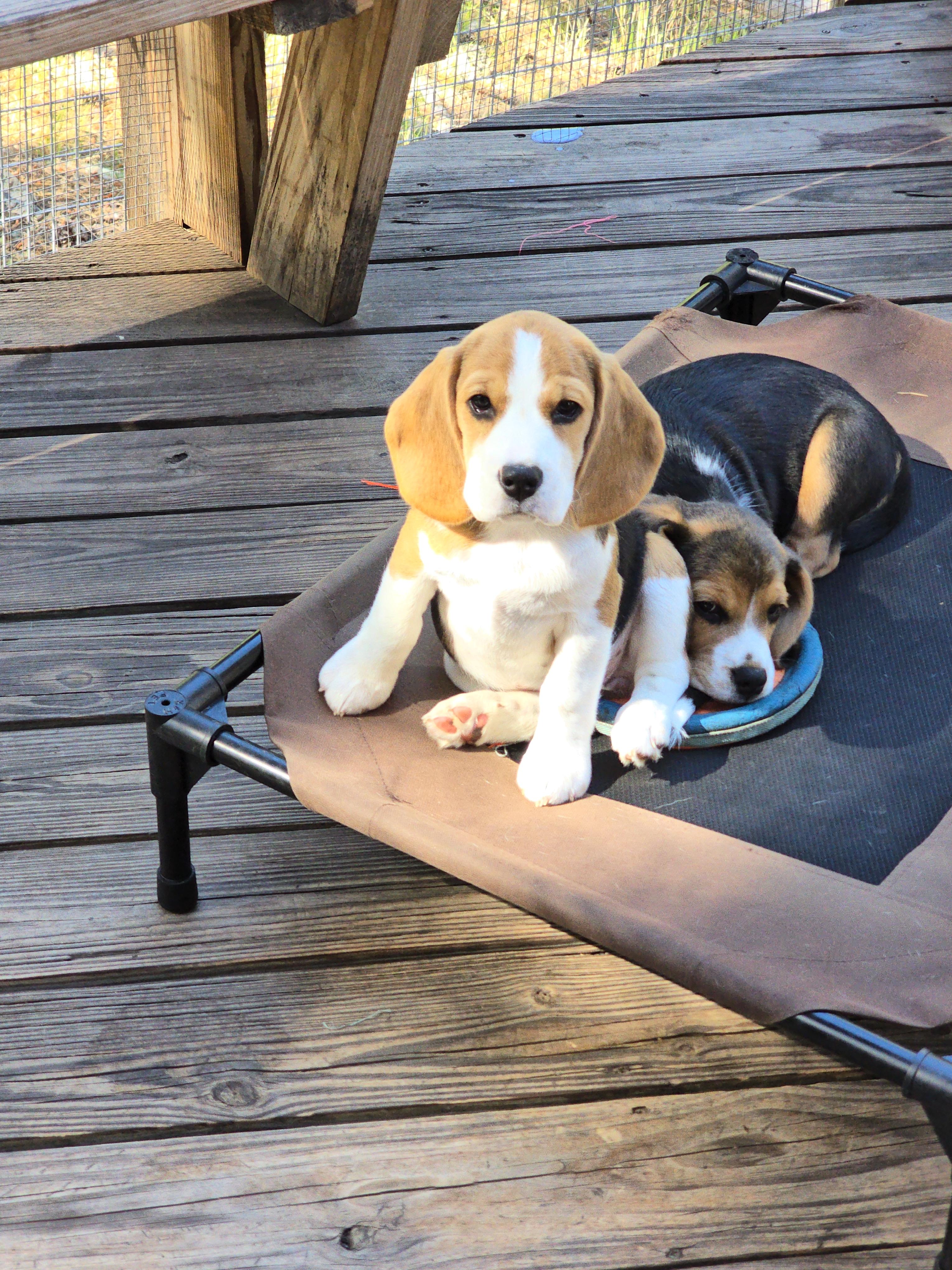 Bullock 's Beagles in Arizona | Beagle puppies | Good Dog