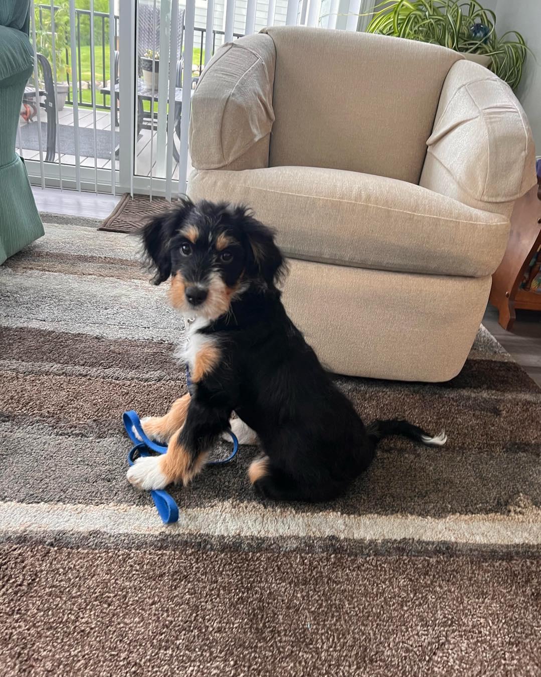 Hamilton Farm Doodles in Illinois | Bernedoodle puppies | Good Dog