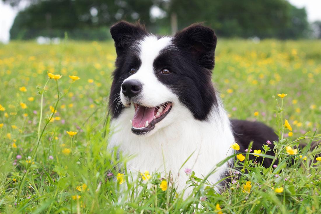 De Stijl Kennels in Texas | Border Collie and Wire Fox Terrier puppies ...