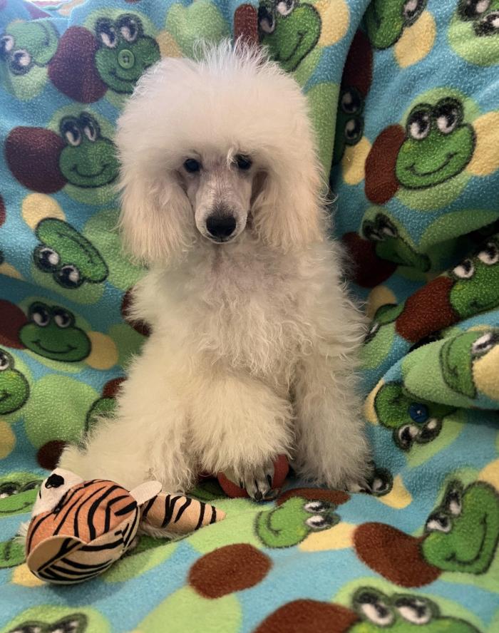 Donna's Pups in Texas | Poodle puppies | Good Dog