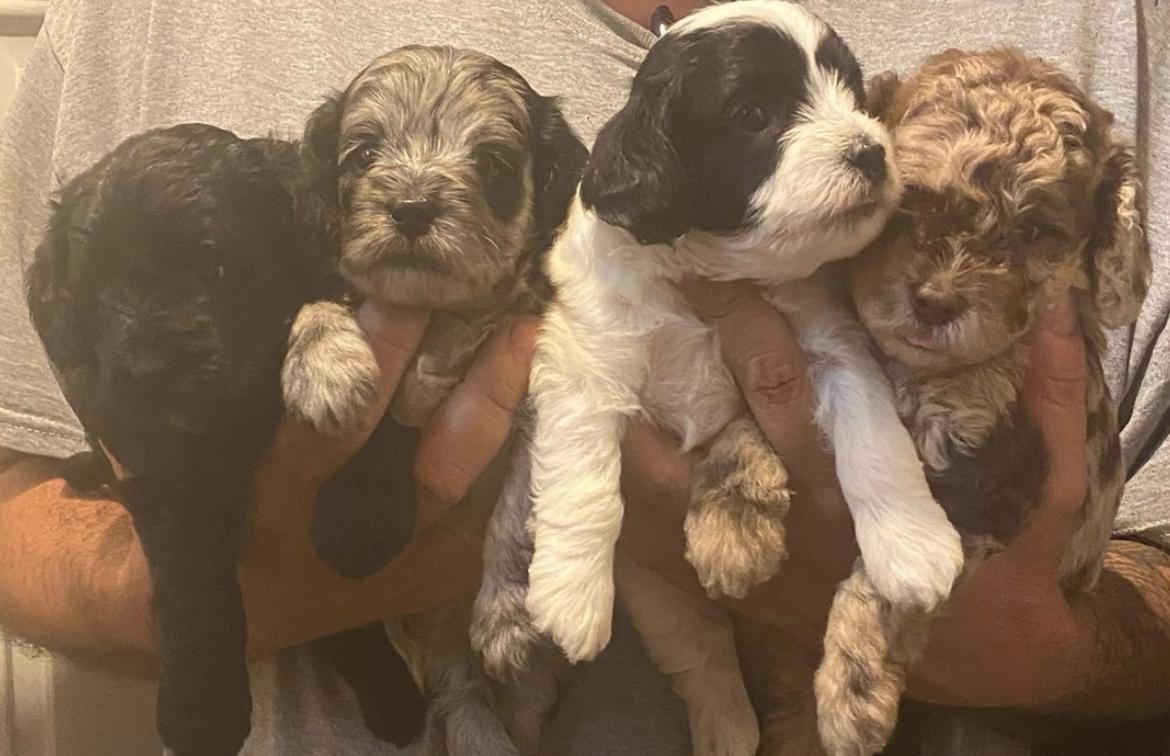 Mayra's Mini Doodles in Florida | Goldendoodle puppies | Good Dog